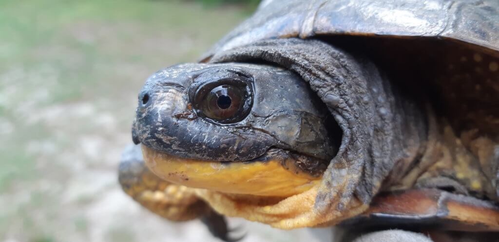 Protecting Ontario's Turtle Species - Landsby