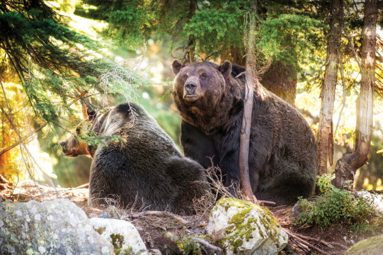 Up Close & Personal With Canada's Bears - Landsby