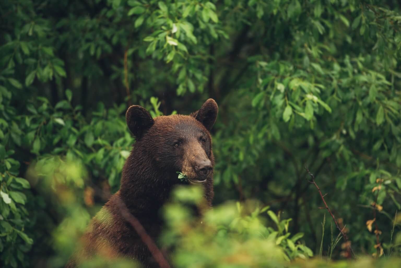 Up Close & Personal With Canada's Bears - Landsby