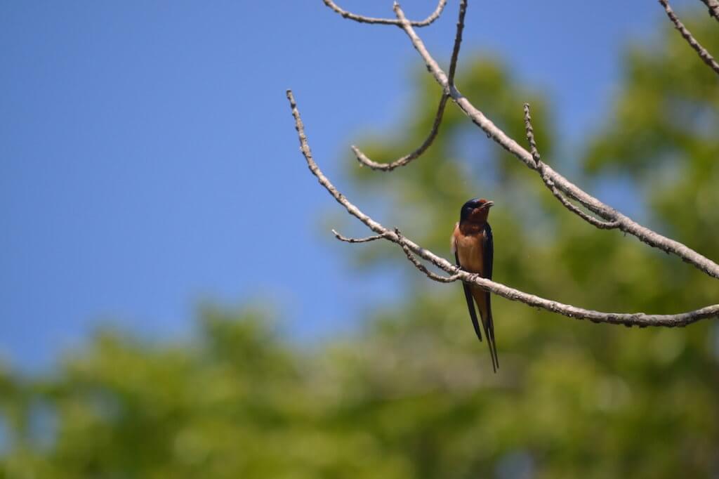 Ways To Experience Ontario's Spring Bird Migration - Landsby