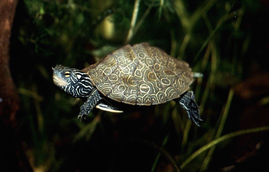 Protecting Ontario's Turtle Species - Landsby