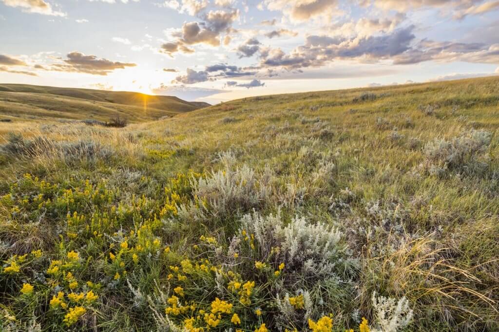 The Beauty Of Grasslands National Park - Landsby