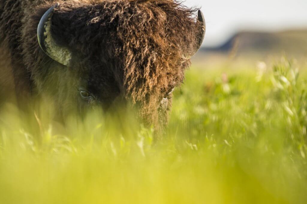 The Beauty Of Grasslands National Park - Landsby