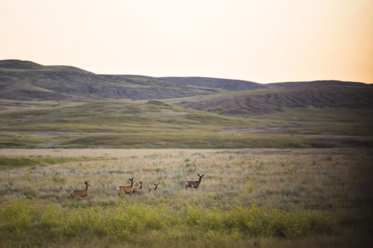 The Beauty Of Grasslands National Park - Landsby