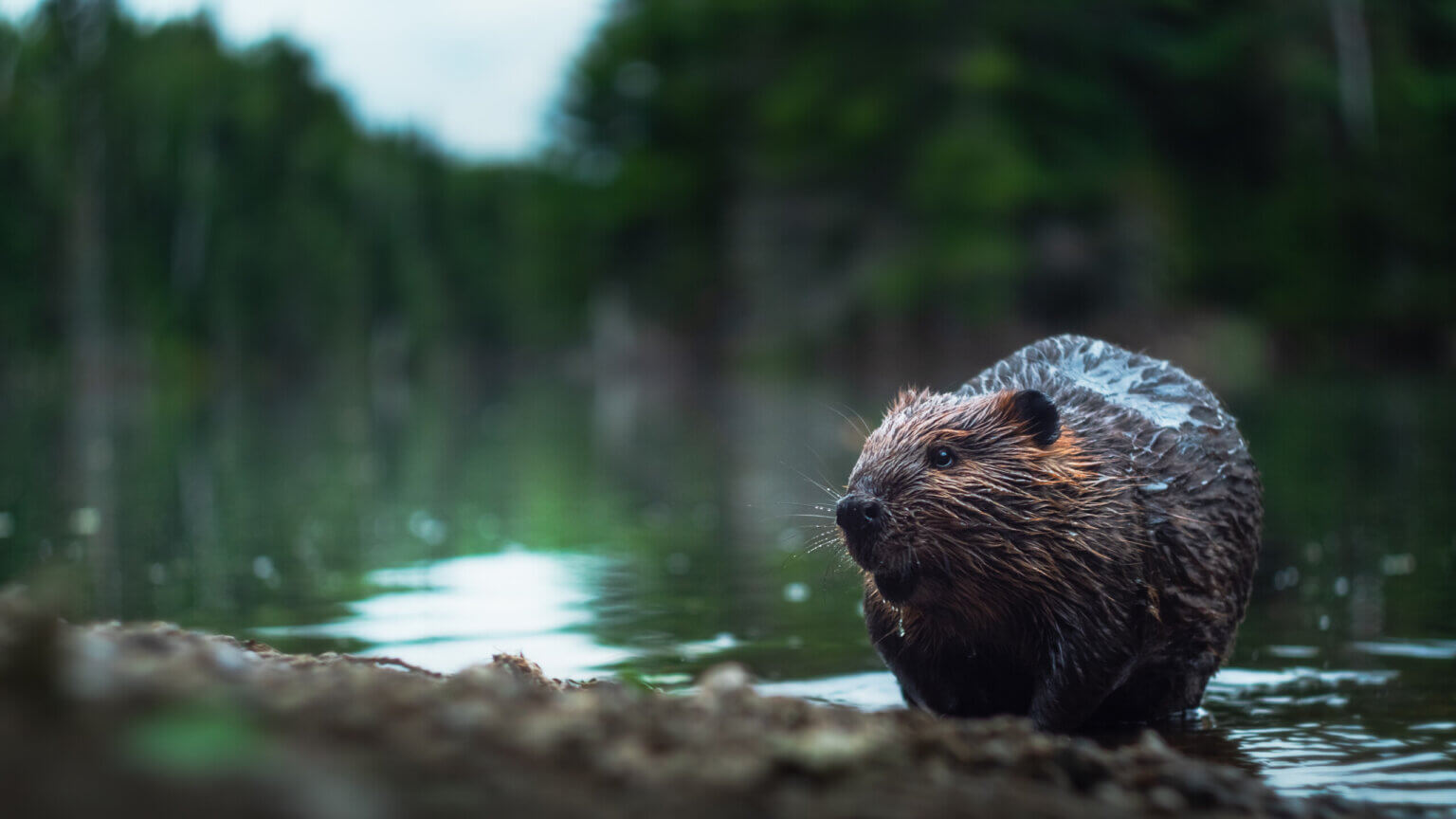 Celebrate International Beaver Day - Landsby