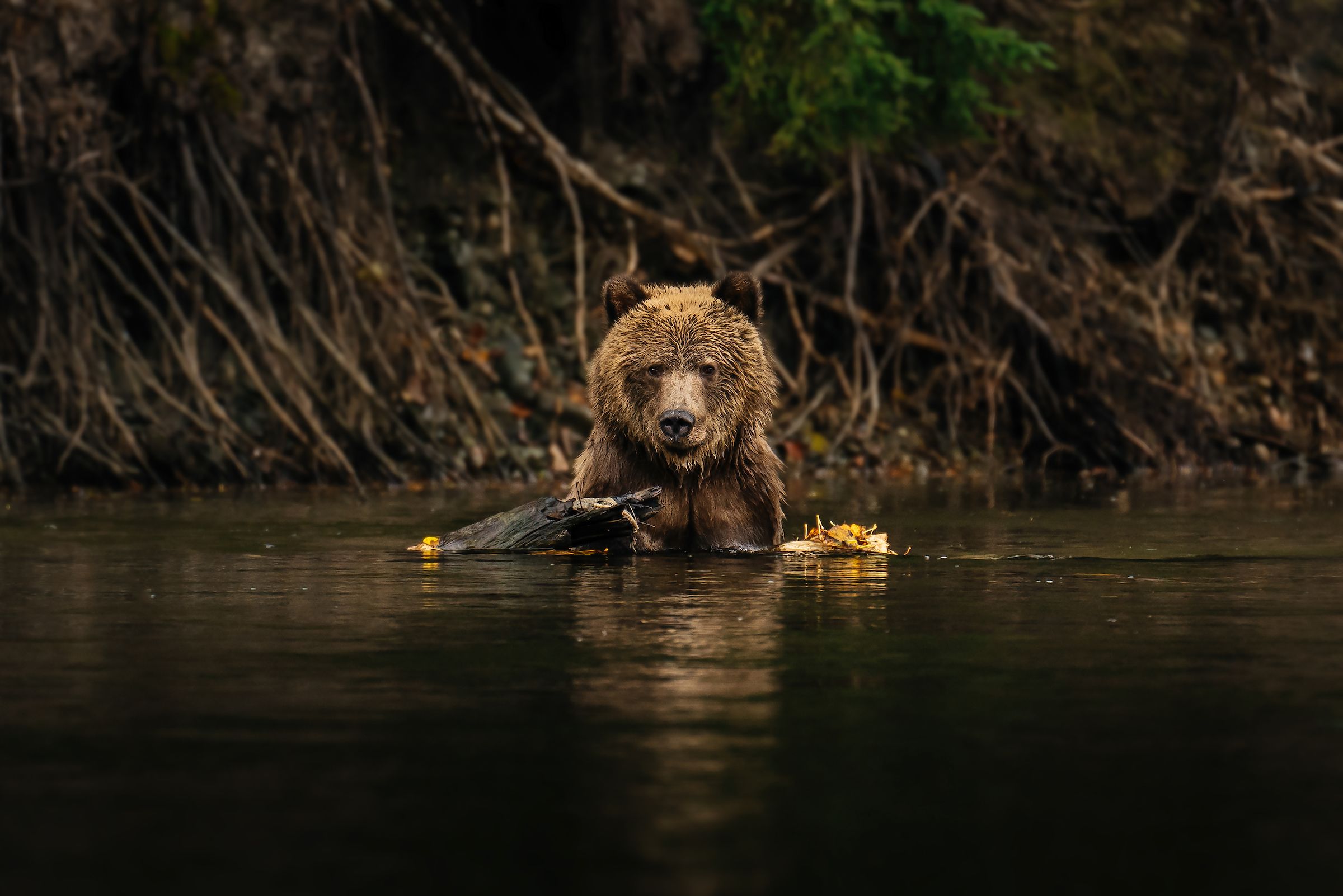 Discover the Great Bear Rainforest - Landsby